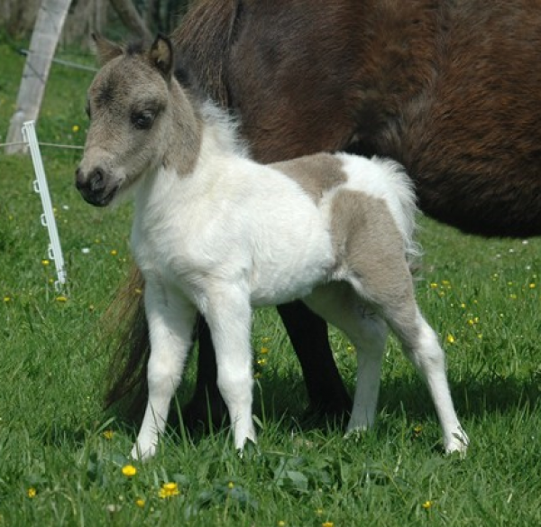 Elevave de mini chevaux